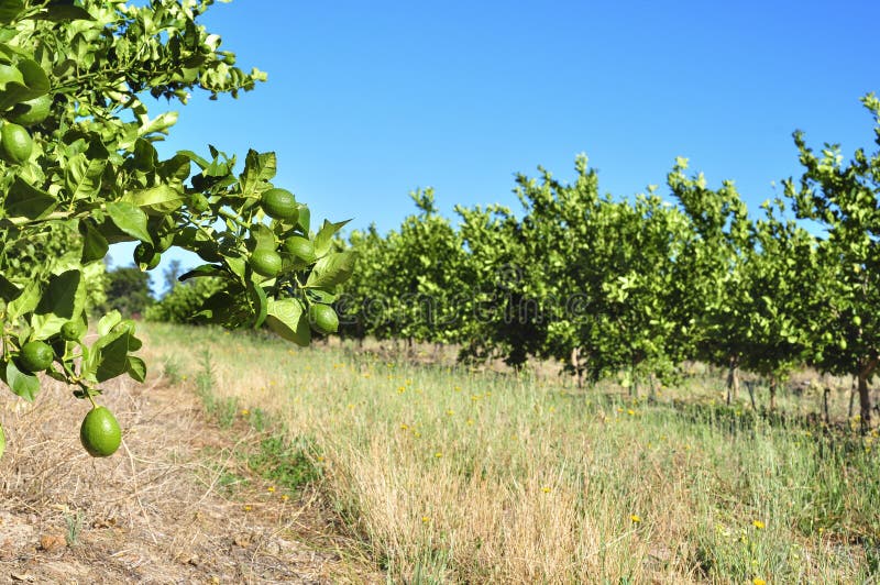 Lemon orchard stock image. Image of lime, juice, lush - 37558619