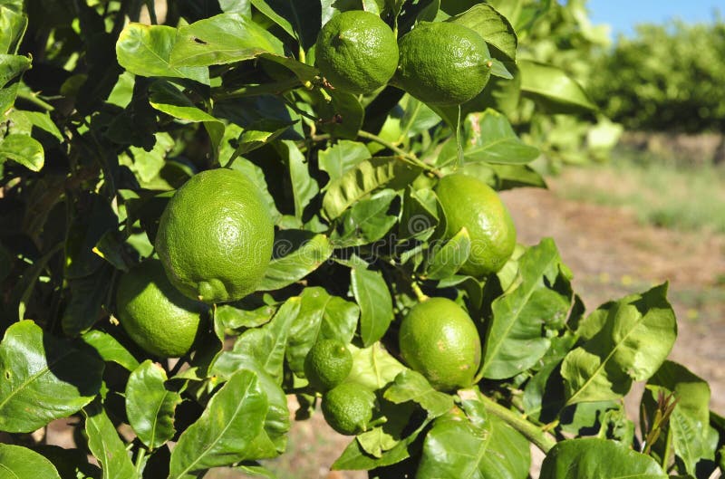 South Africa Lemons Stock Photos - Free & Royalty-Free Stock Photos ...