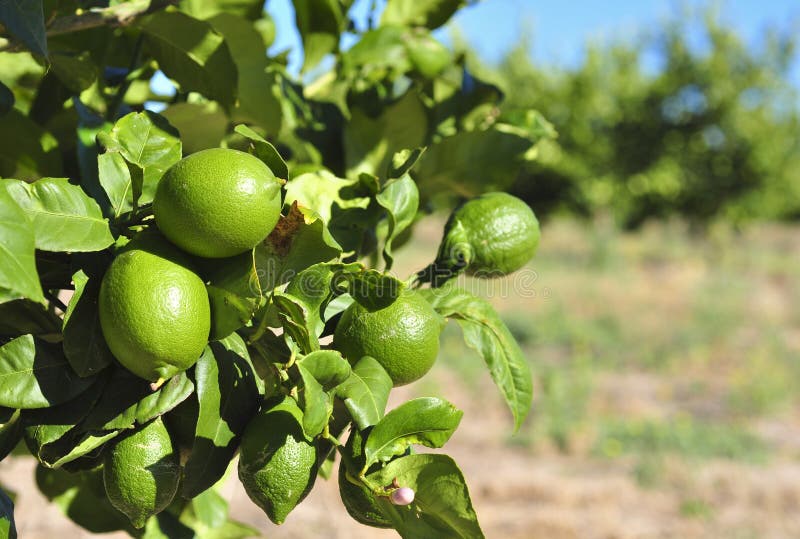 Lemon orchard stock photo. Image of africa, lemon, natural - 37559358