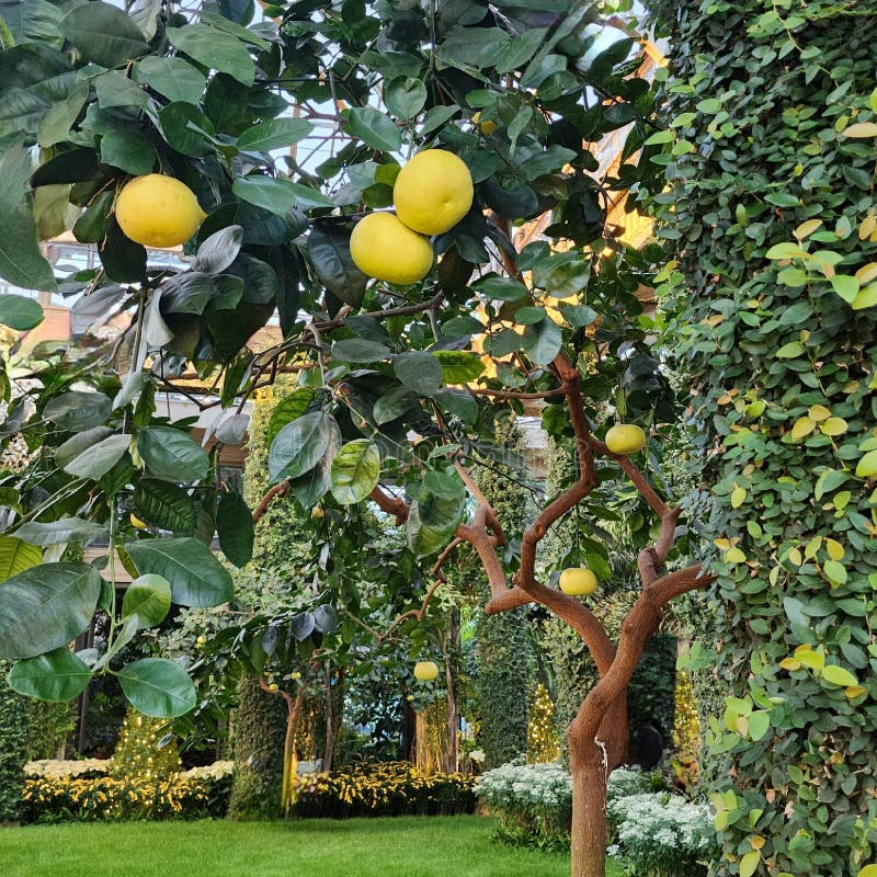 Lemon orchard in spring stock photo. Image of garden - 371749682