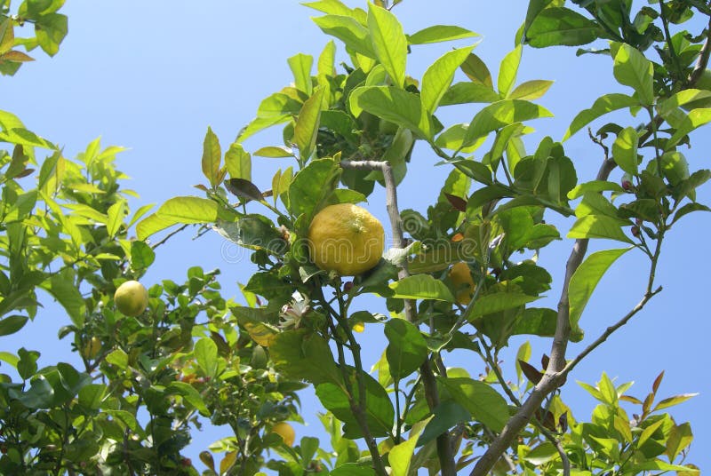 Lemon orchard stock photo. Image of natural, leaf, healthy - 37559174