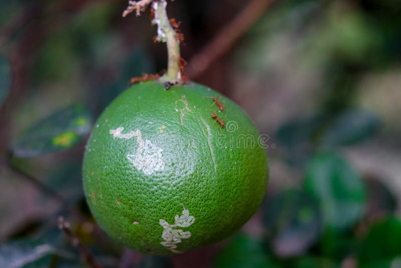 Ants on Lemon leaf stock photo. Image of plants, cotton - 109250070
