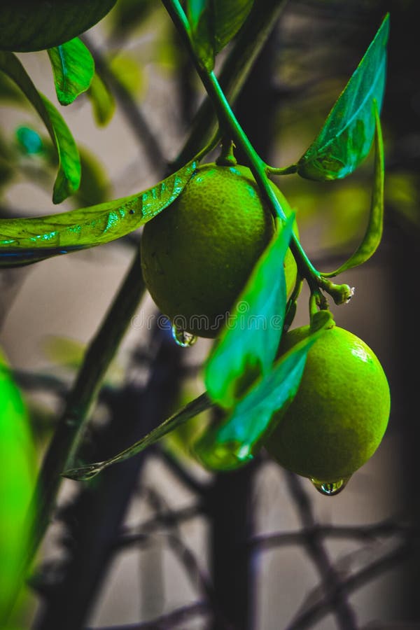 Lemon stock photo. Image of rain, leam, lemon, tree - 241543846
