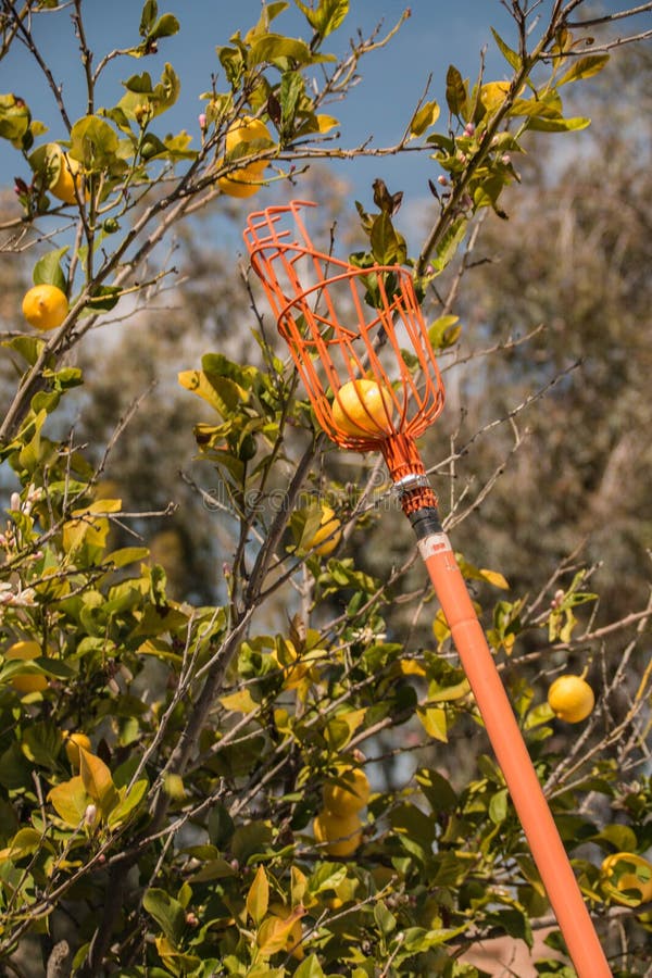 Lemon Picker stock photo. Image of produce, tool, yellow - 229184654
