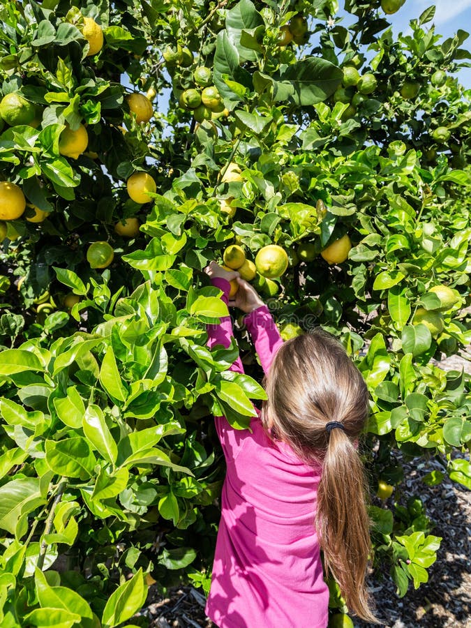Lemon Picking stock image. Image of branches, healthy - 67864895