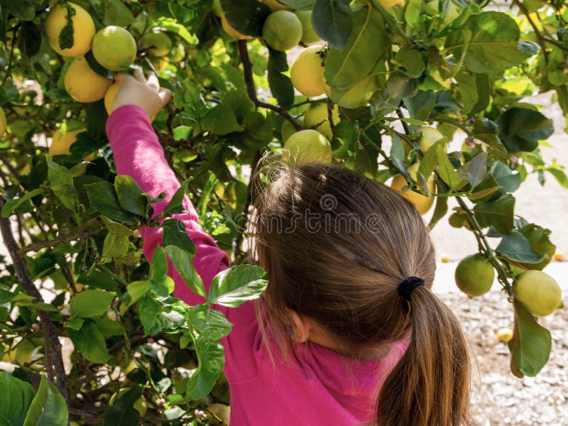 Lemon Picking stock image. Image of leaf, garden, sunny - 68438977
