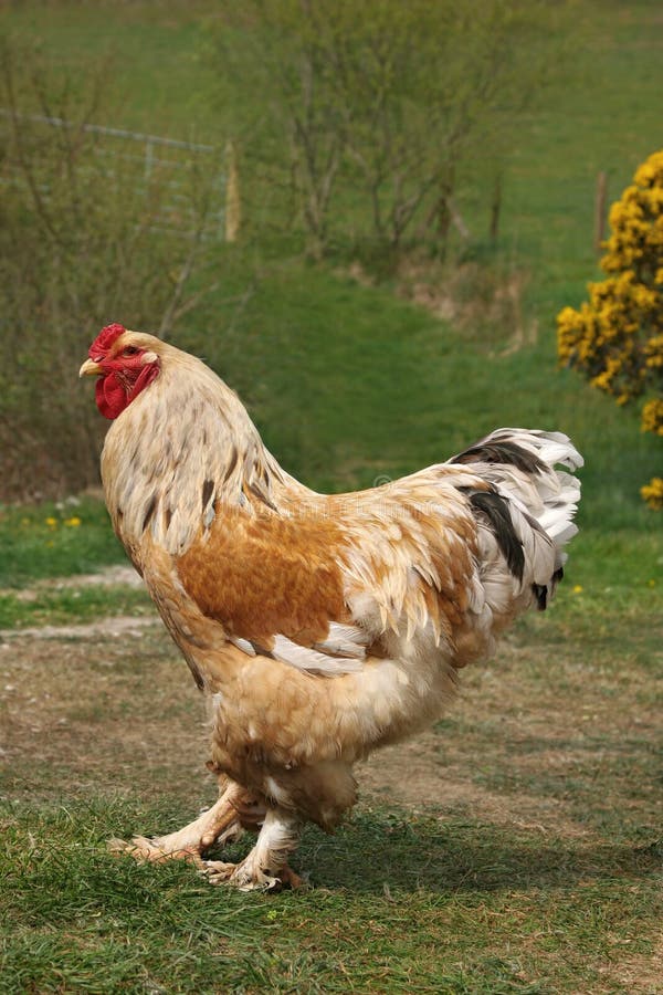 Lemon Pile Brahma Rooster stock photo. Image of plumage - 3667854