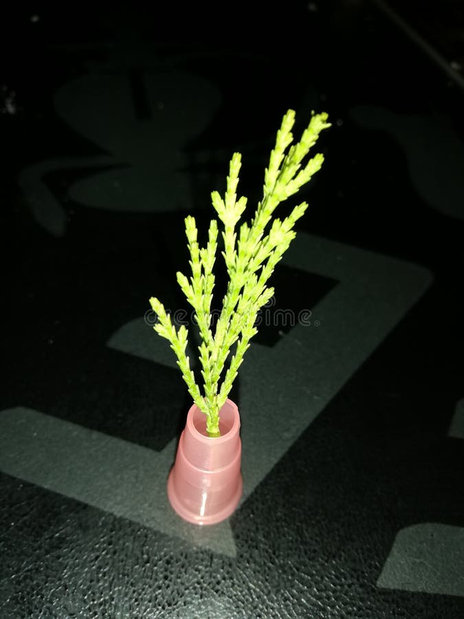 Lemon pine leaf in cone stock photo. Image of cone, leaf - 125641924