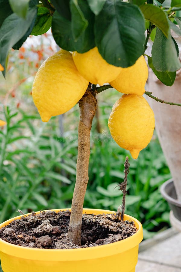Lemon Plant with Fruits Grows in a Flower Yellow Pot Stock Image ...