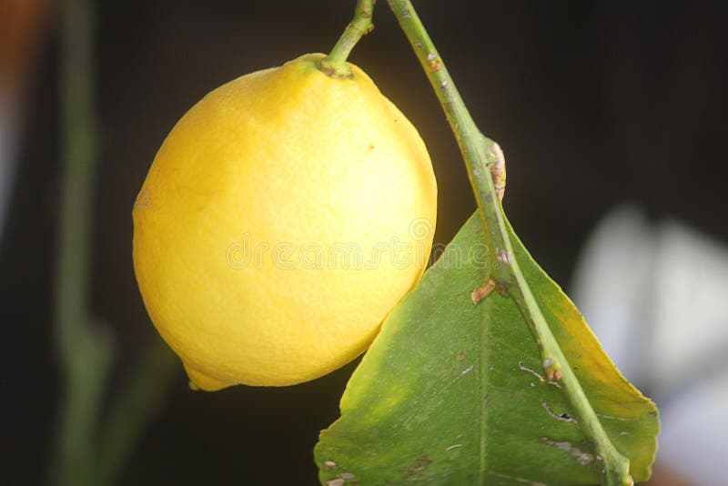 Lemon on the plant stock image. Image of nature, fruit - 110078441