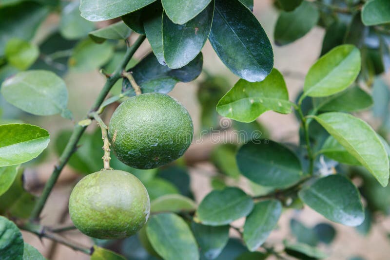 Lemon plant stock image. Image of bunch, fresh, healthy - 48581197
