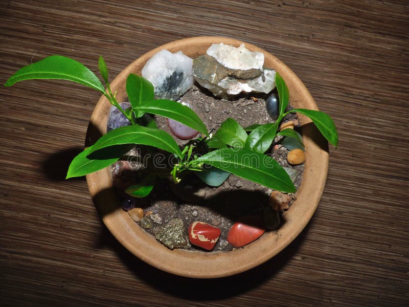 Lemon plant stock image. Image of environment, healthy - 258737153