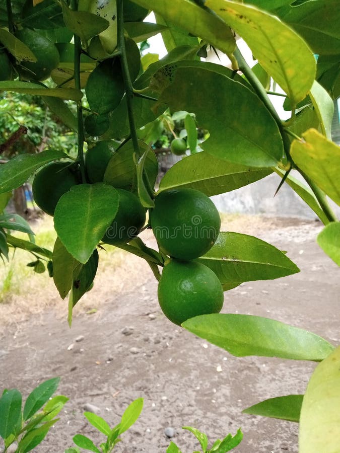 Lemon Plant Seeds Bearing Fruit in Pots Stock Photo - Image of ...