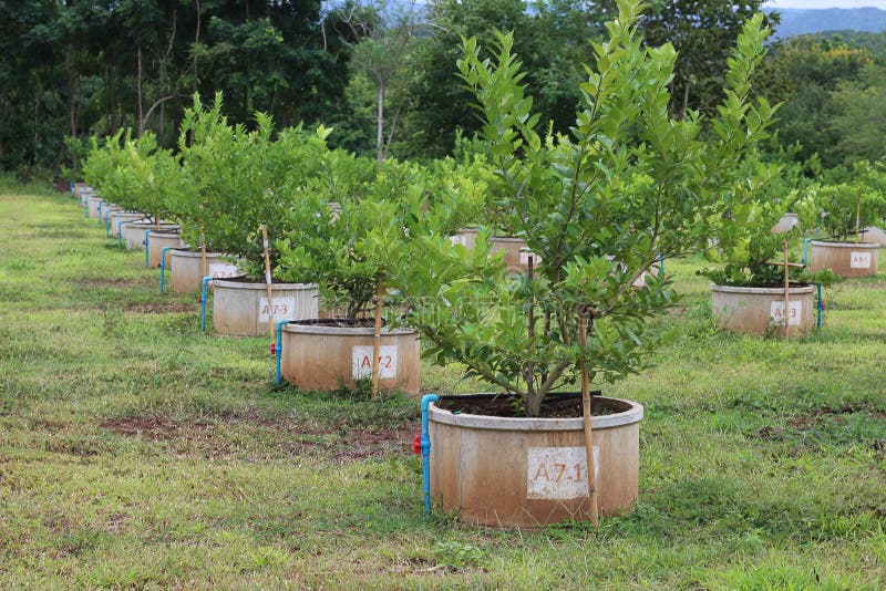 Lemon Plantation stock image. Image of tube, container - 68106987