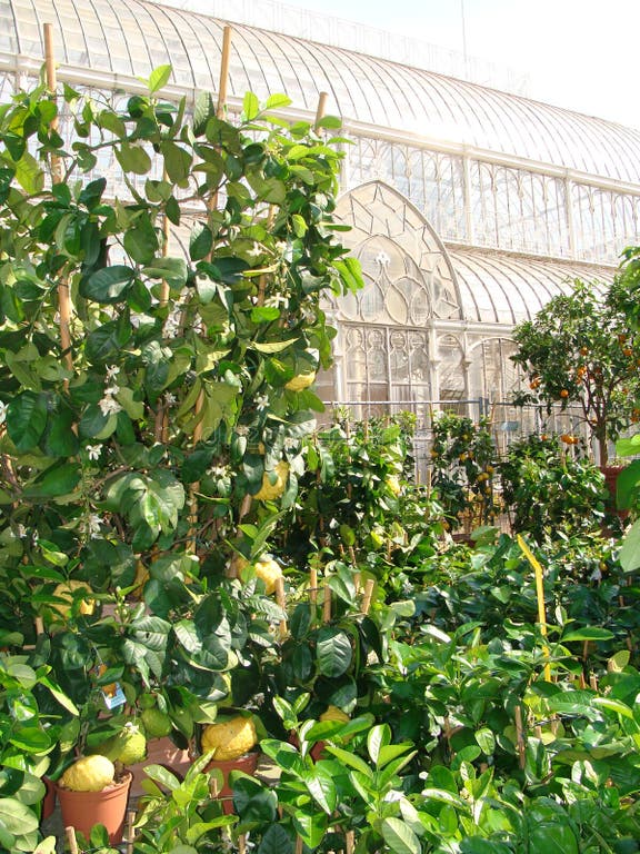 Lemon plants stock image. Image of historic, italy, plants - 9749095