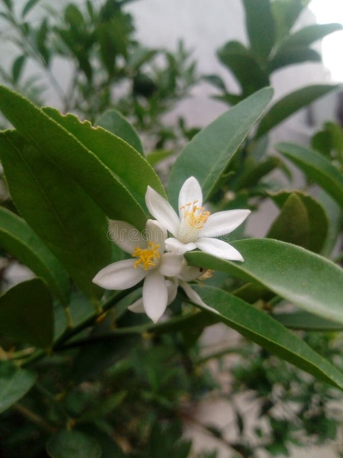 Lemon plants stock image. Image of plants, wildflower - 251012623