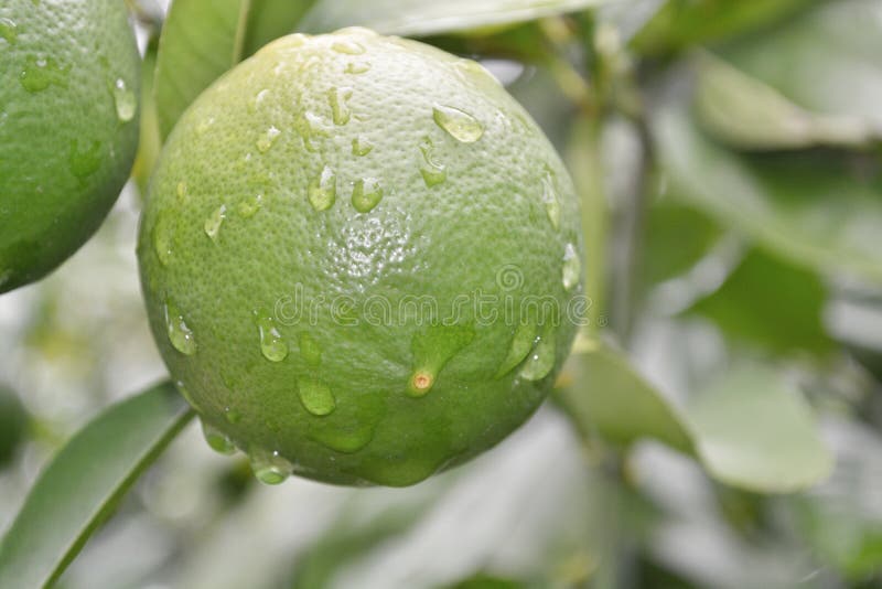 Lemon after Rain stock image. Image of rain, diet, sour - 118689991