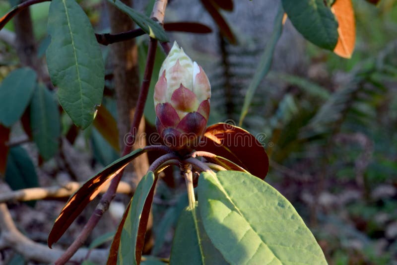 Lemon Rhododendron Bud 01 stock image. Image of rhododendron - 203631693