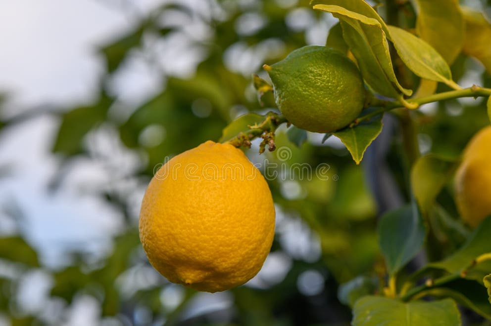 Lemon. Ripe Lemons Hanging on a Lemon Tree. Growing Lemon 7 Stock Image ...