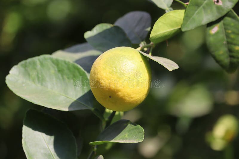 Lemon. Ripe Lemons Hanging on Tree. Growing Lemon Stock Image - Image ...