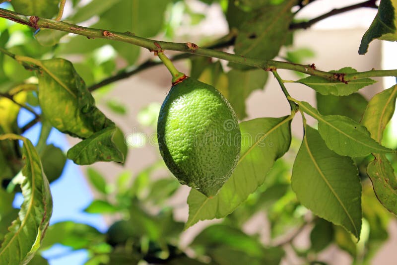 Lemon ripening stock photo. Image of yellow, bunch, green - 25791522