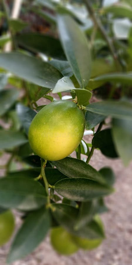 Lemon ripening stock photo. Image of yellow, bunch, green - 25791522