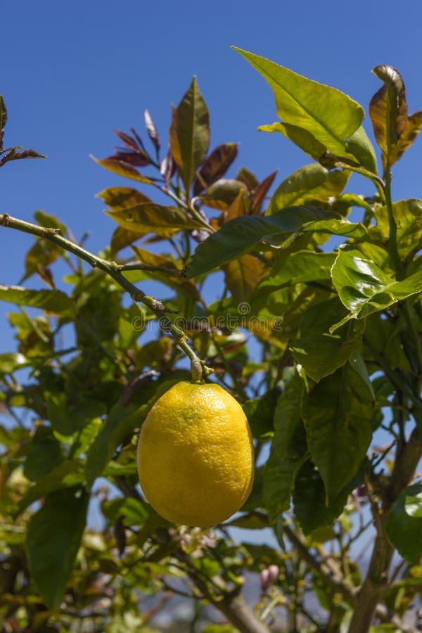 Lemon Ripening on Tree in the Summer Stock Image - Image of acid ...