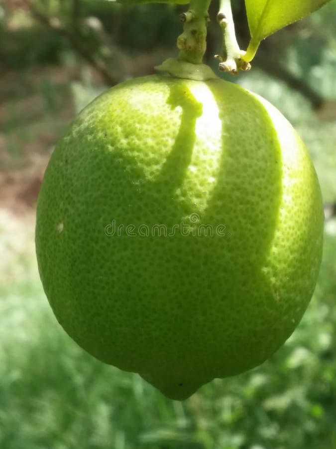 LEMON ROUND stock photo. Image of good, green, round - 122923156