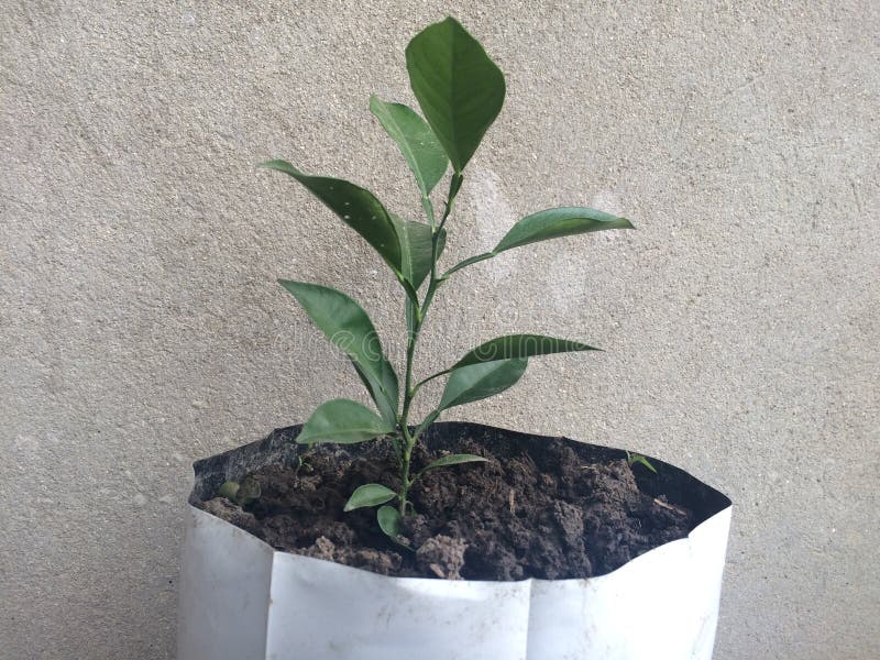 Sapling lemon. stock photo. Image of environment, fresh - 11658752