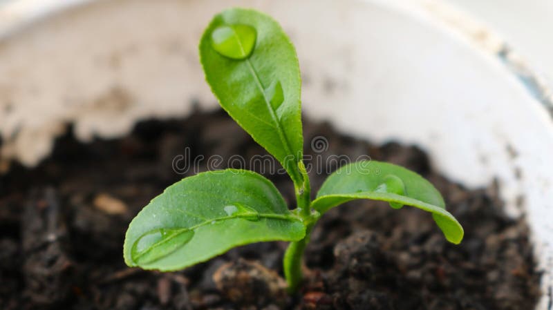 Lemon Seedling Grown from Seed in Container Stock Photo - Image of ...