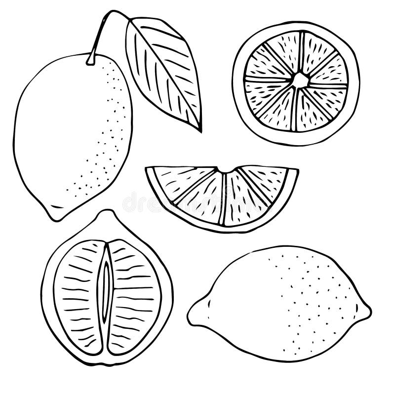 Lemon Set Vector Illustration, Hand Drawing Doodles Stock Vector ...