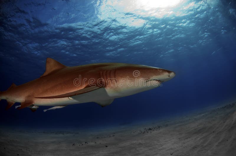 Lemon Shark stock photo. Image of wilderness, underwater - 18465786