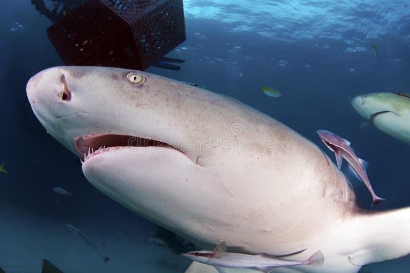 Topview of a lemon shark stock image. Image of negaprion - 21245151