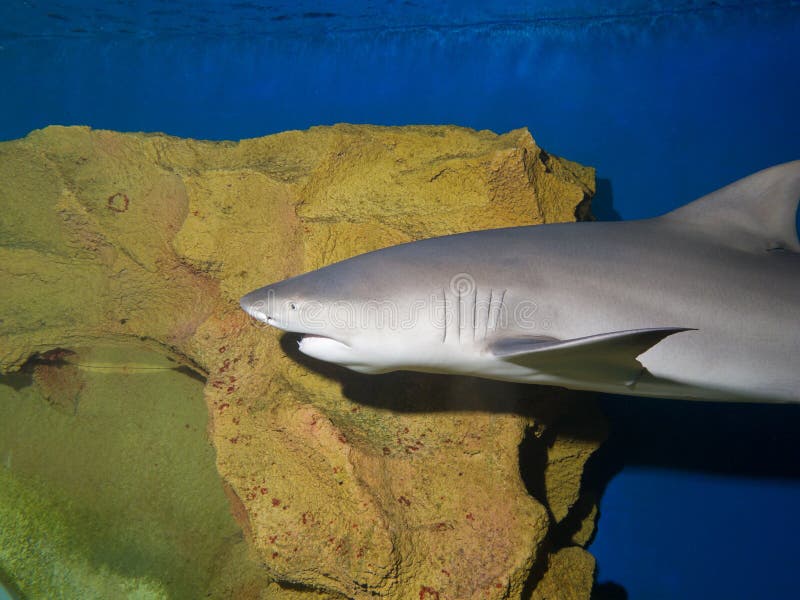 Lemon shark stock photo. Image of adventurous, aquarium - 23785872