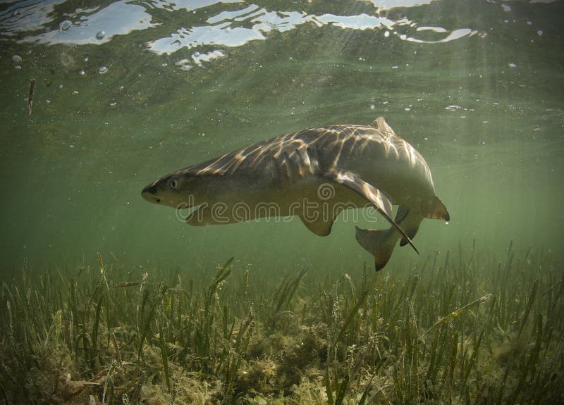 Side View Lemon Shark Stock Photos - Free & Royalty-Free Stock Photos ...