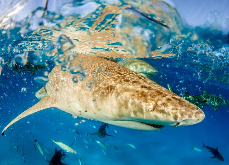 Lemon shark at the Bahamas stock image. Image of predator - 193123347