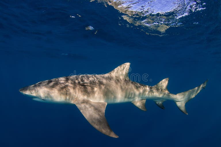 Lemon Shark Wallpaper Pc Stock Photos - Free & Royalty-Free Stock ...