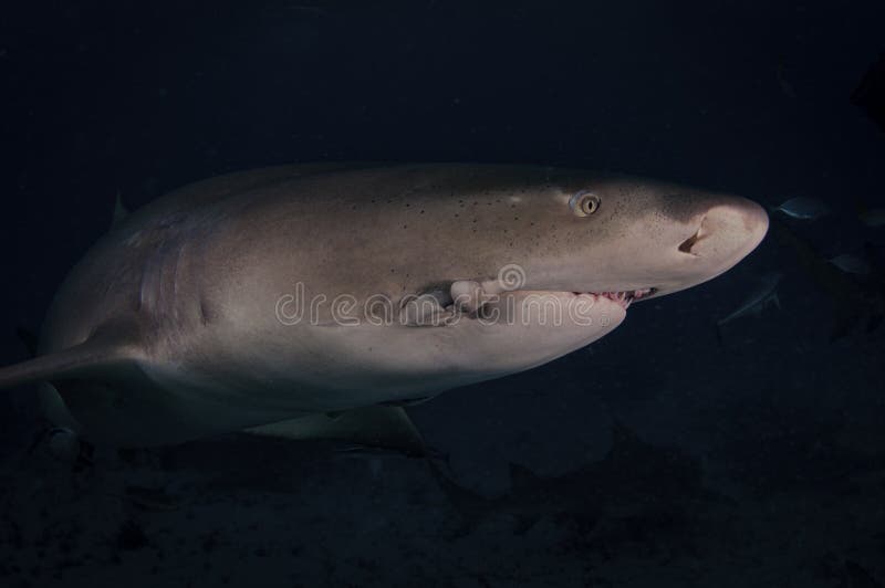 Lemon Shark stock image. Image of underwater, bottom - 84255301