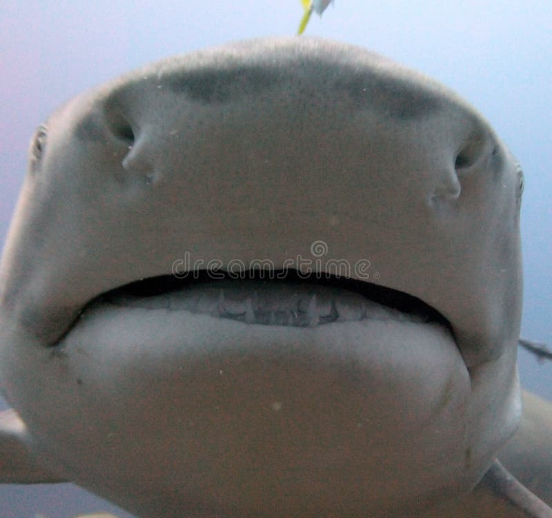 Lemon Shark stock photo. Image of negaprion, sharks, lemon - 73983412
