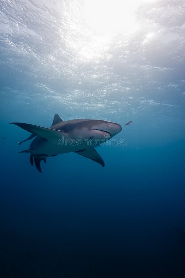 Lemon shark and fish stock image. Image of negaprion - 19067993