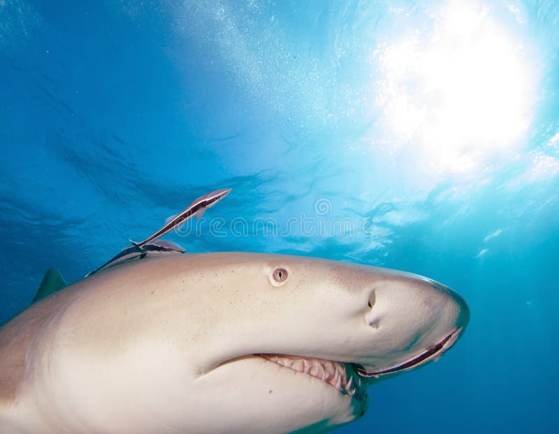 Topview of a lemon shark stock image. Image of negaprion - 21245151
