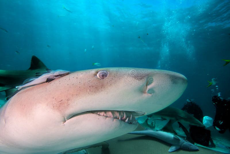 Topview of a lemon shark stock image. Image of negaprion - 21245151