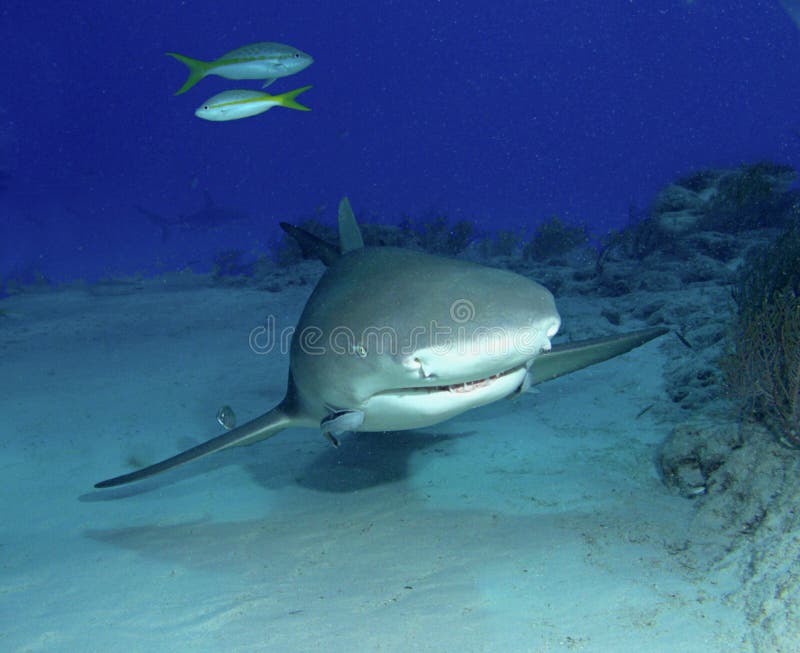 Lemon Shark stock photo. Image of bahamas, reef, snorkeling - 224108752