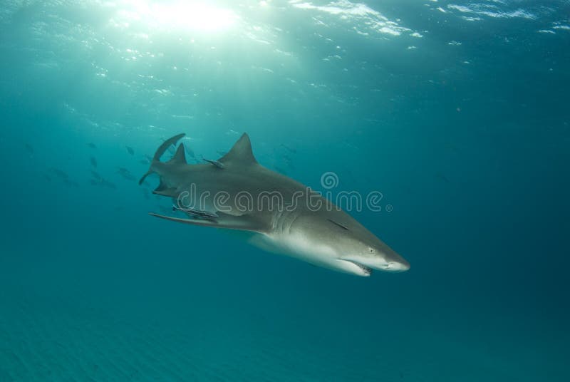 Tiger Shark with Feeding Lemons Stock Photo - Image of water ...
