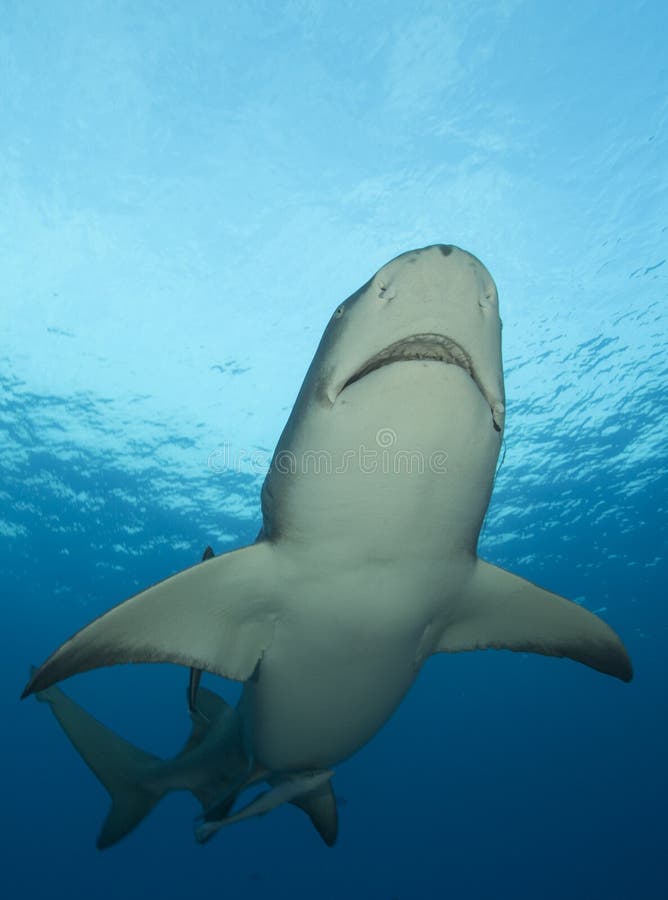 Lemon shark stock photo. Image of blue, tahiti, lemon - 60696198