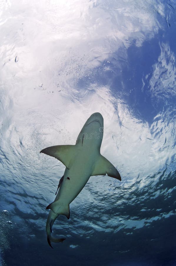 Lemon Shark stock image. Image of bottom, marine, tropical - 33441005