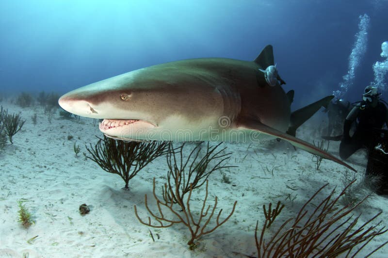 Lemon Shark (Negaprion Brevirostris) Stock Image - Image of tahiti ...