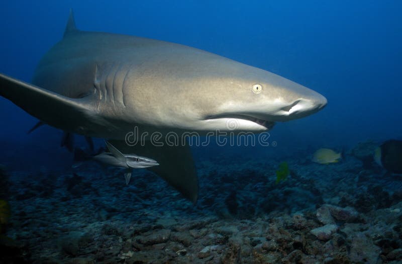 Lemon shark stock image. Image of lemon, dangerous, blue - 60695967