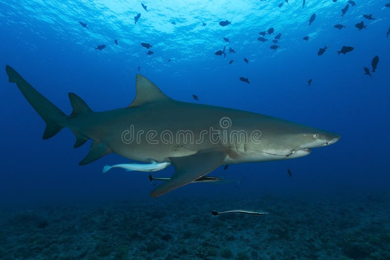 Nurse Shark stock photo. Image of wildlife, underwater - 22982066