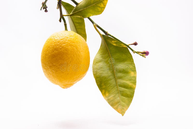 Lemon stock photo. Image of leaf, color, lifestyle, full - 39344458